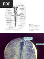 24 Hour Chick Embryo - Embryology Lab | PDF | Reproduction | Anatomy