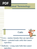 Complete Animal Terminology Chart | PDF