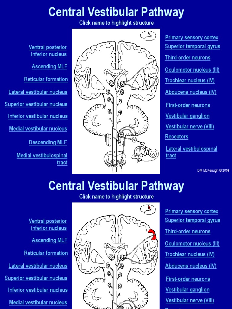 Central Vestibular Pathway | Cerebral Cortex | Vestibular System | Free ...