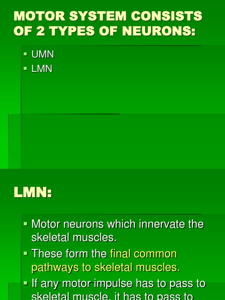 Umn& LMN | PDF | Motor Neuron | Muscle