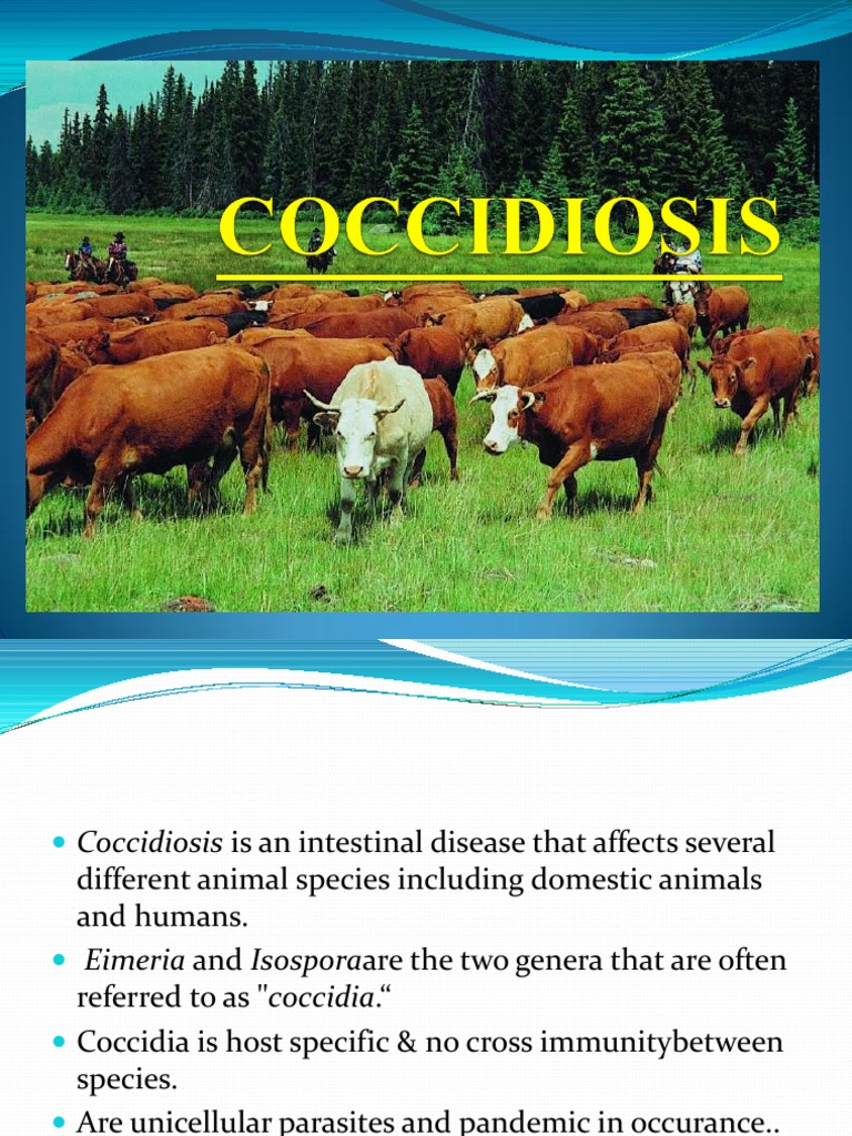 Coccidiosis | Sheep | Gastrointestinal Tract