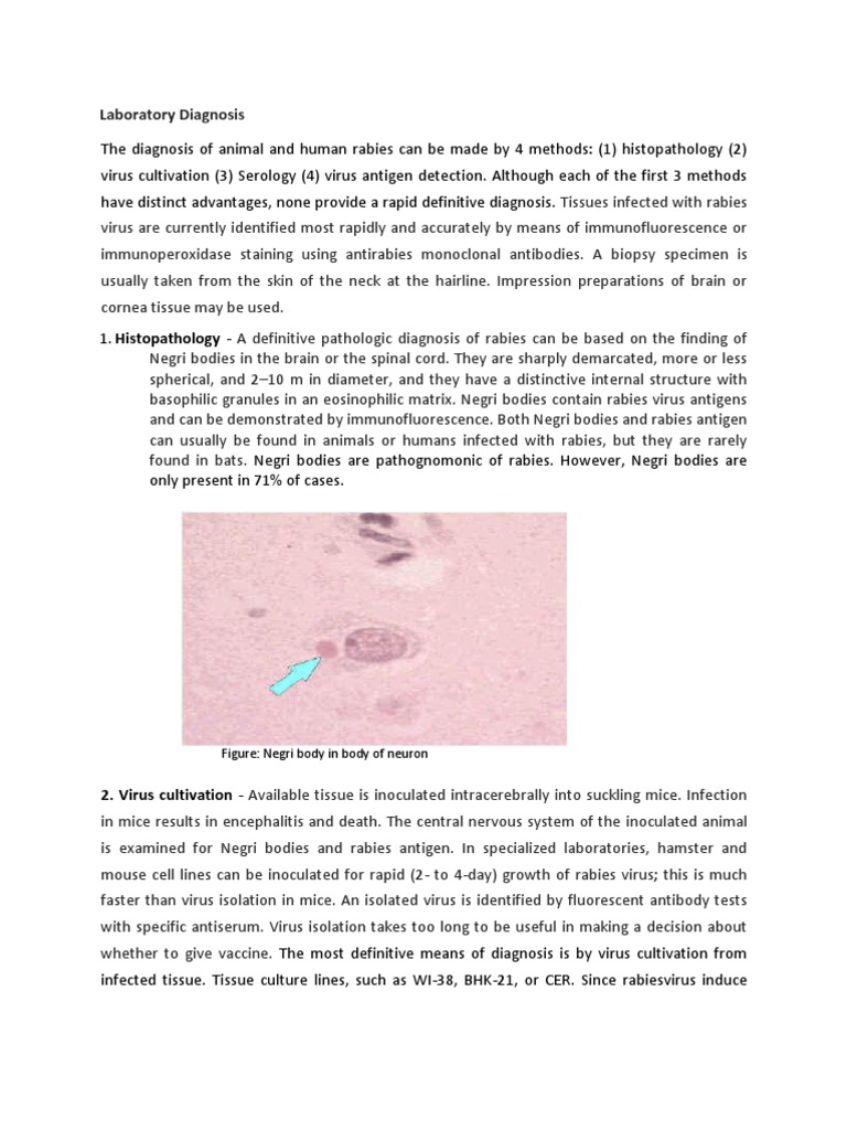 Rabies Diagnosis Methods Explained | PDF | Rabies | Infection