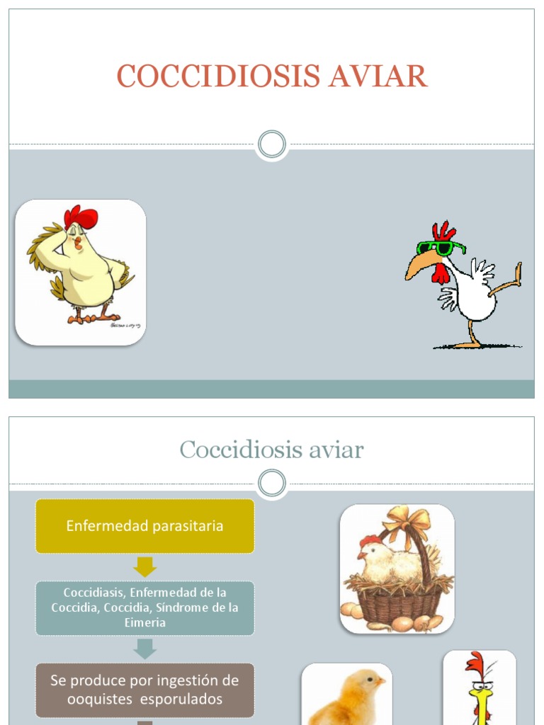 Coccidiosis | PDF | Alimentos | Aves