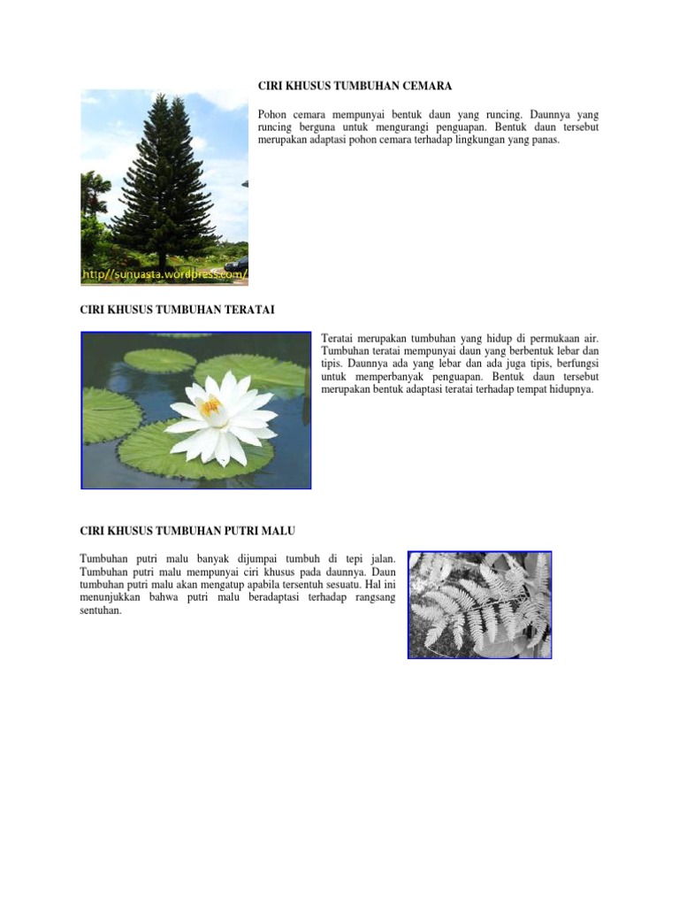 Ciri Khusus Tumbuhan | PDF
