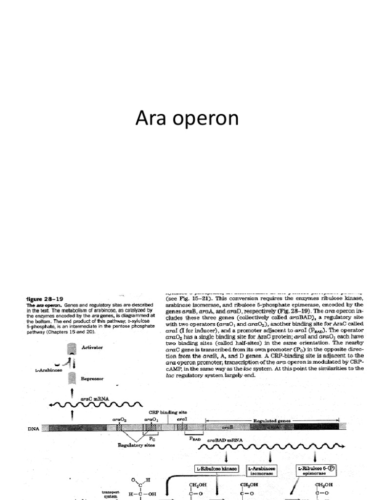 Understanding the Ara Operon | PDF