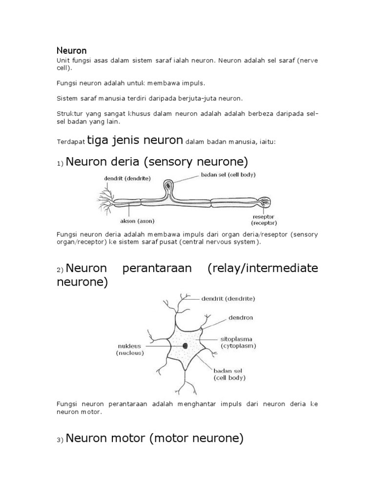Tiga Jenis Neuron dan Fungsi Mereka | PDF