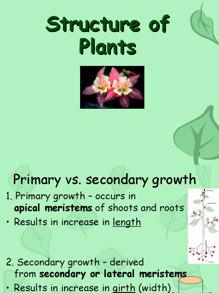 Structure of Plants | Download Free PDF | Root | Leaf