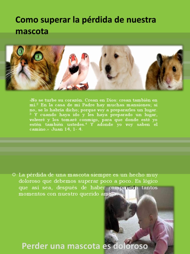 Como Superar La Pérdida de Nuestra Mascota | PDF | Ira | Dolor