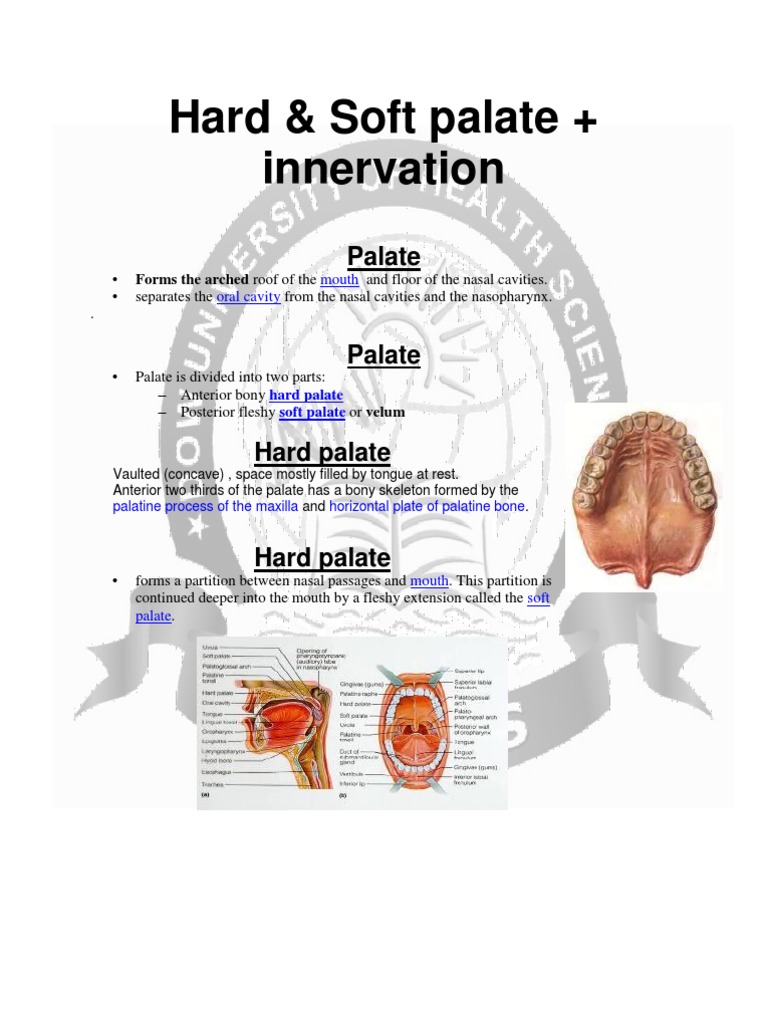 Palate Innervation and Anatomy Overview | PDF | Tongue | Human Head And ...