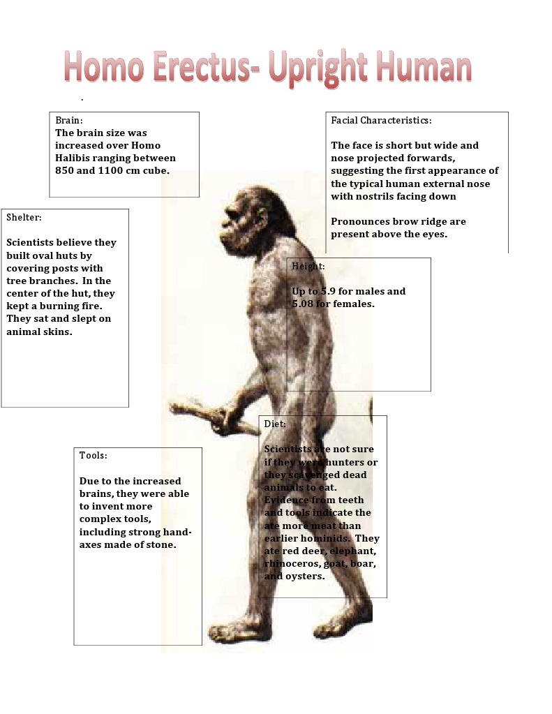 Homo Erectus Shelter