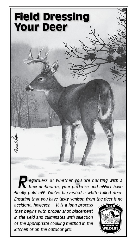 Field Dressing A Deer | PDF