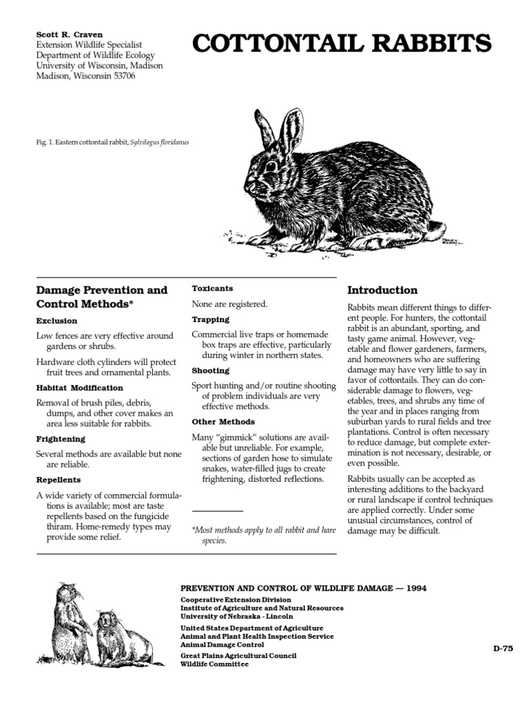 Cottontail Rabbits: Damage Prevention and Control Methods | PDF | Hare ...