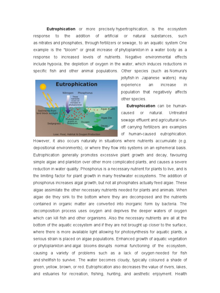 Biology Assignment | PDF | Eutrophication | Ozone Depletion