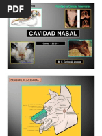 Anatomía Bucal en Perros y Gatos | PDF | Diente | Boca