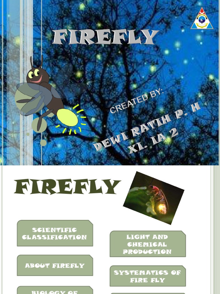 About Firefly | Insects | Organisms
