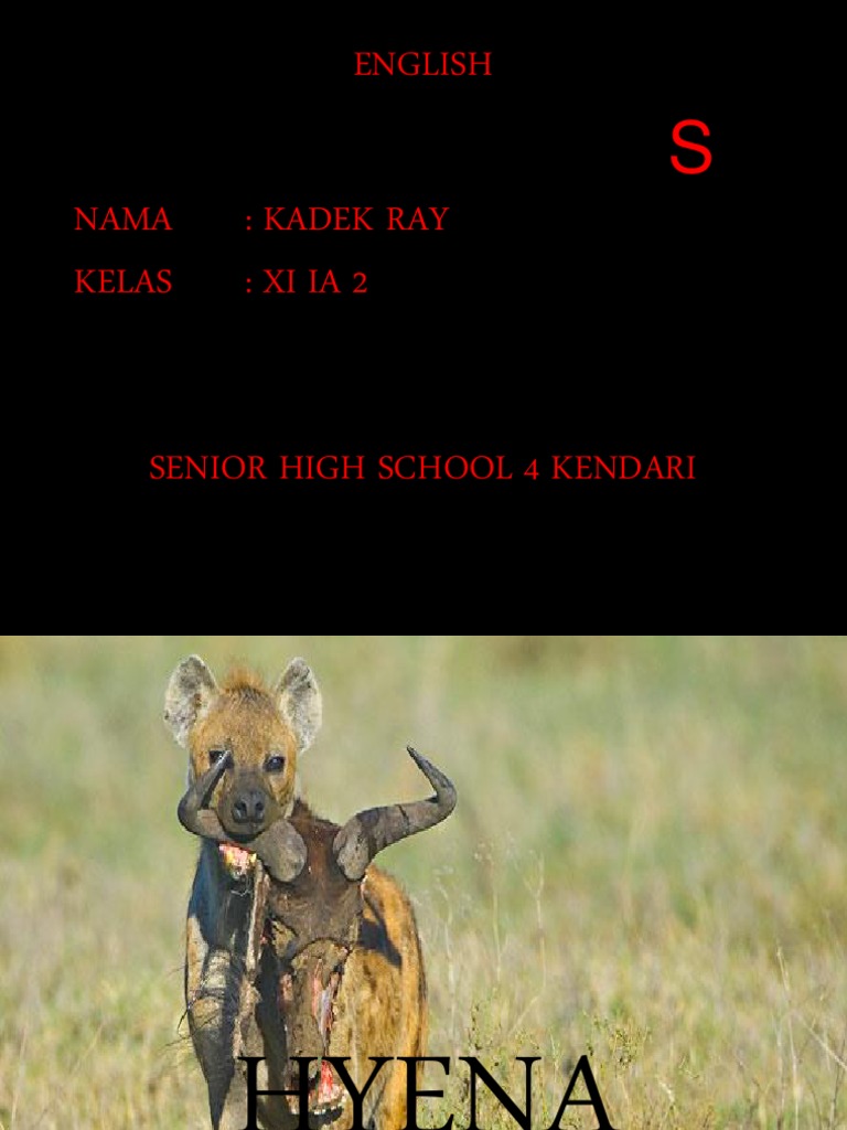 About Hyena | PDF | Mammals Of Africa | Carnivorous Animals