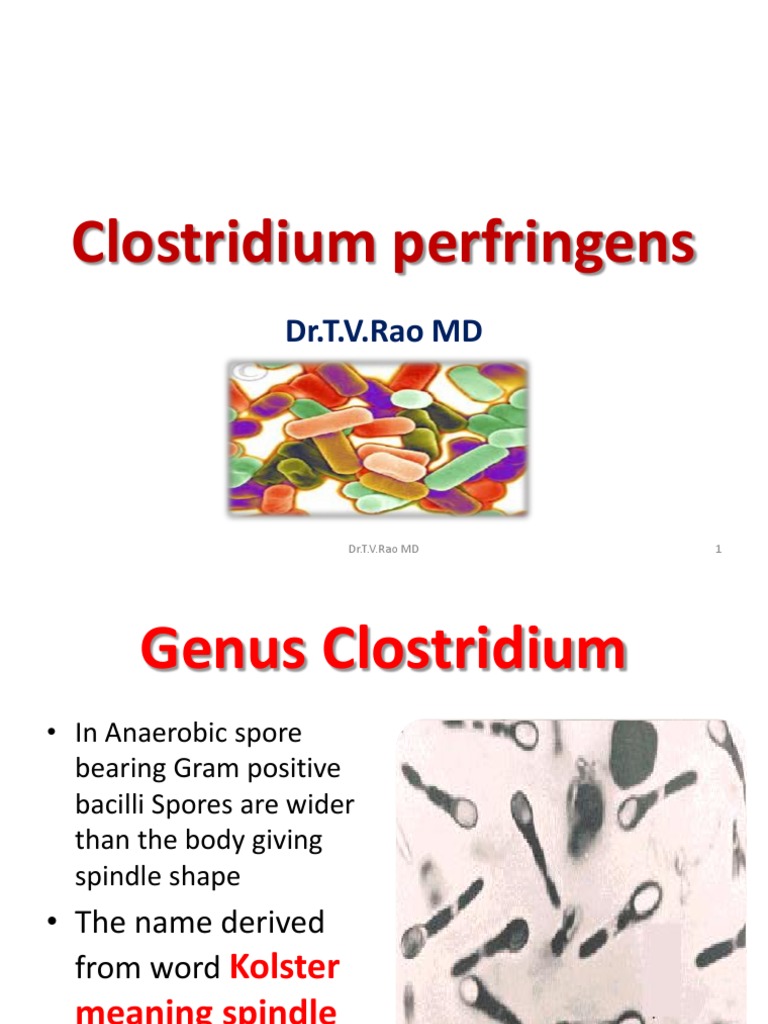 Clostridium perfringens Overview | PDF | Biology | Microbiology