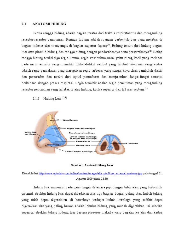 Anatomi Hidung | PDF