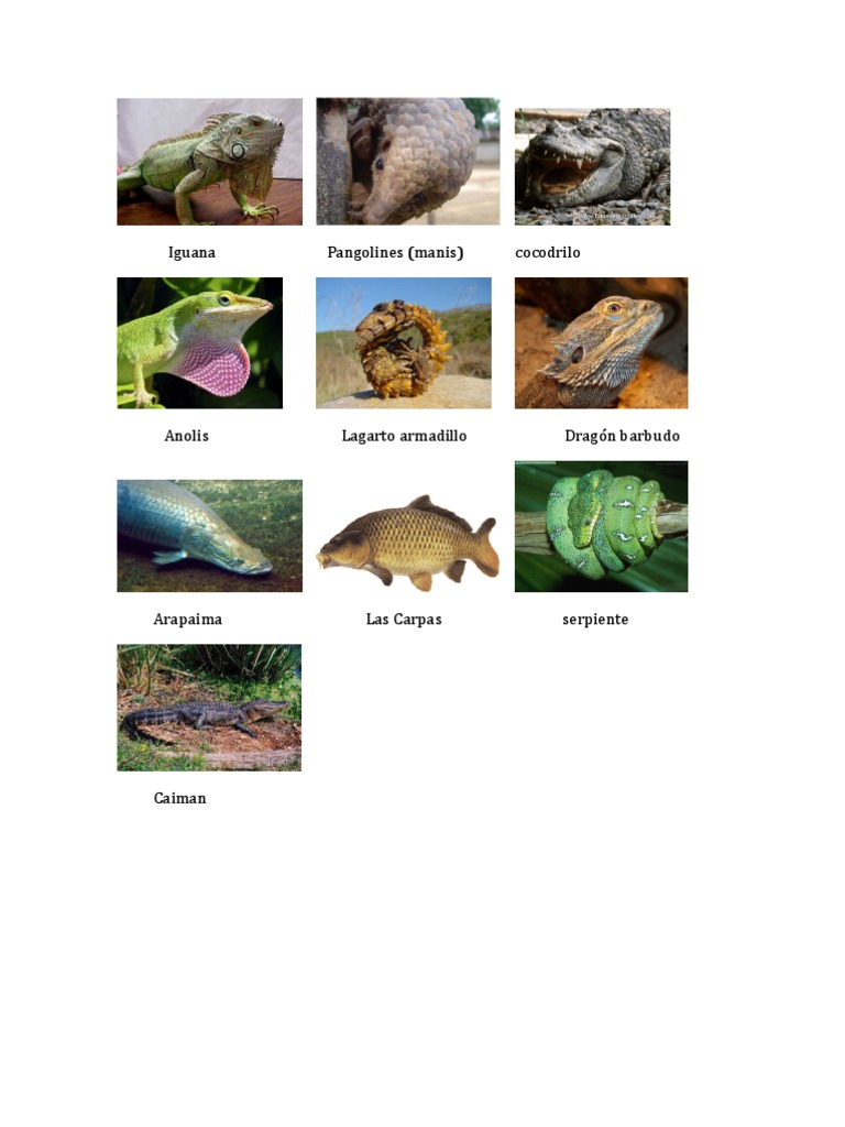 Animales Con Escamas y Plumas | PDF