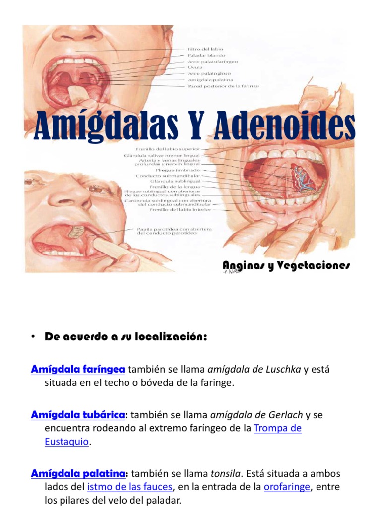 36593509-Amigdalas-y-Adenoides.pdf