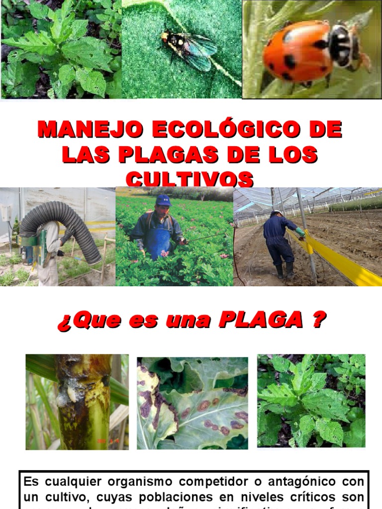 Manejo Ecologico de Plagas | PDF | Plaga (organismo) | Insectos