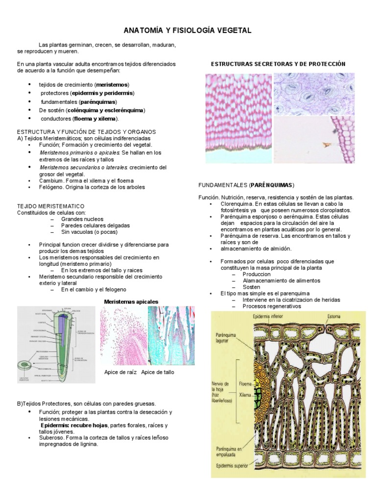 Anatomía y Fisiología Vegetal | PDF | Hoja | Raíz