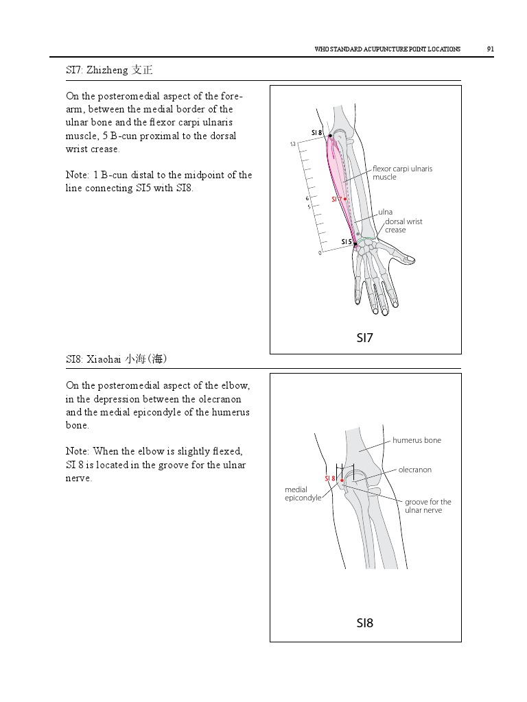 WHO Acupuncture Point Locations Guide | PDF | Vertebra | Elbow