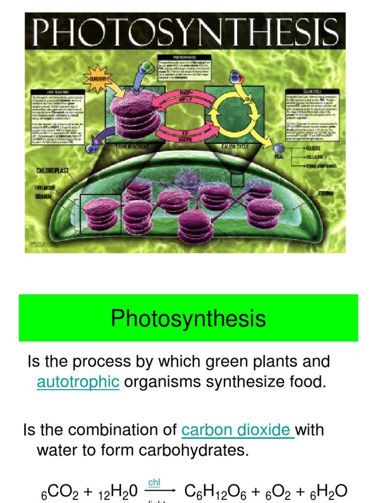 Photosynthesis | PDF | Photosynthesis | Photochemistry