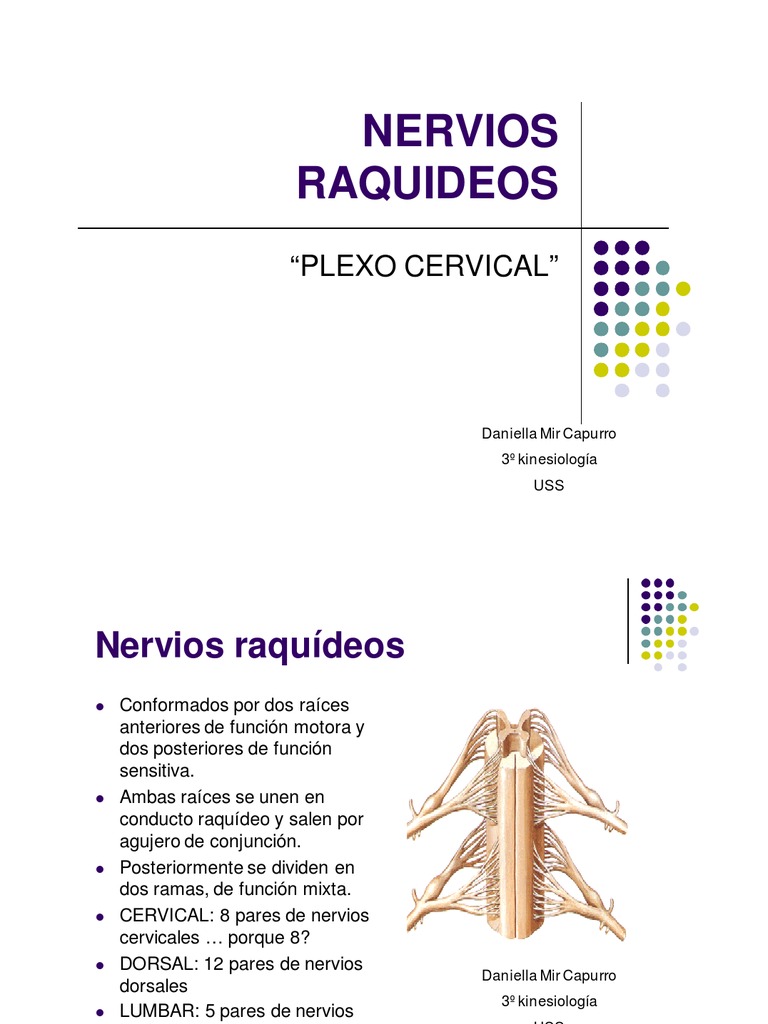 Funciones y Ramas del Plexo Cervical | PDF | Anatomía humana | Sistema ...