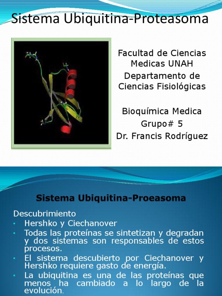 Sistema Ubiquitina-Proteasoma: Funciones y Patologías | PDF ...