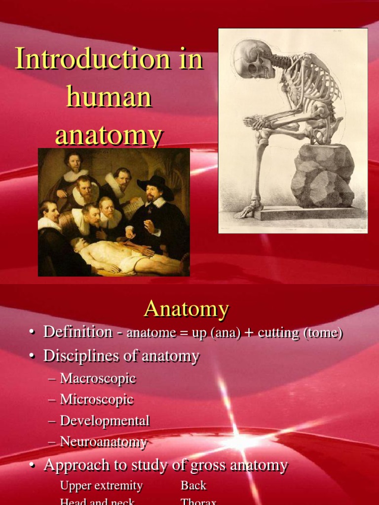 Human Anatomy | PDF | Anatomical Terms Of Location | Abdomen
