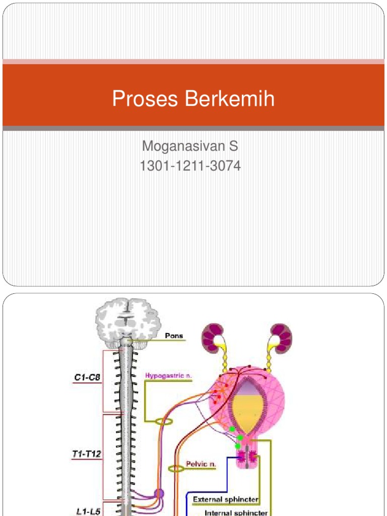 Proses Berkemih | Urination | Urinary Bladder