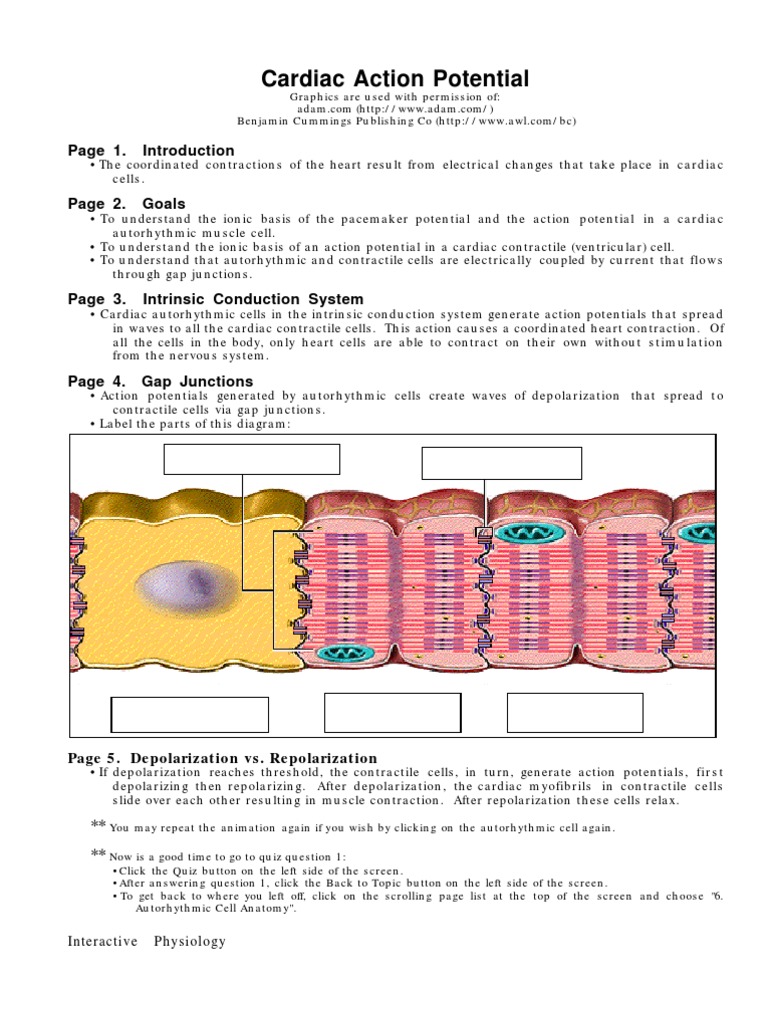 Cardiac Action Potential | Depolarization | Muscle Contraction