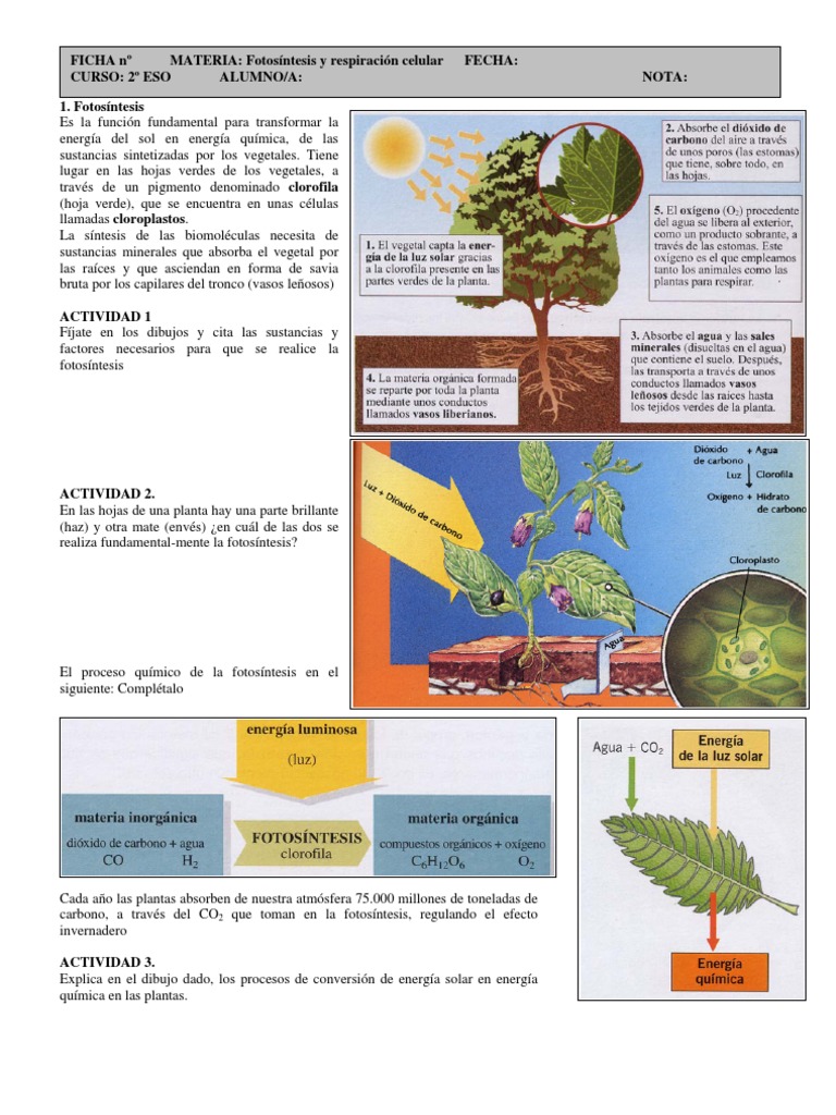 Fichas Fotosintesis | PDF