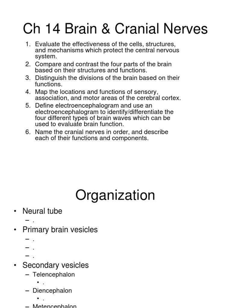 CH 14 Brain & Cranial Nerves | PDF | Cerebrum | Cerebellum