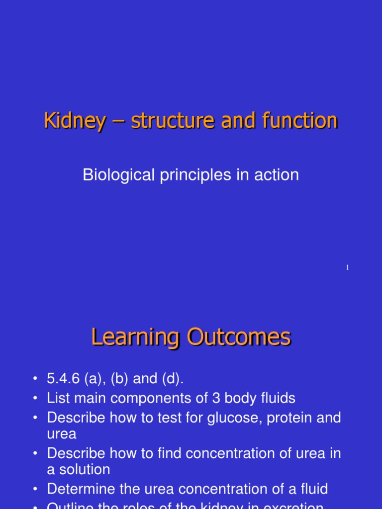 Kidney Structure and Function Overview | PDF | Kidney | Metabolism