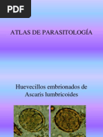 Retortamonas Intestinalis | PDF | Especialidades Medicas | Microbiología