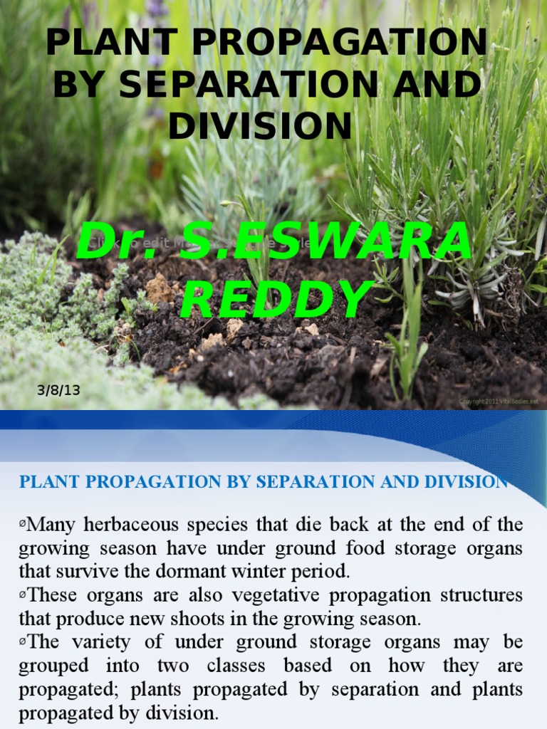 Propagation by Separation and Division | Bulb | Domesticated Plants