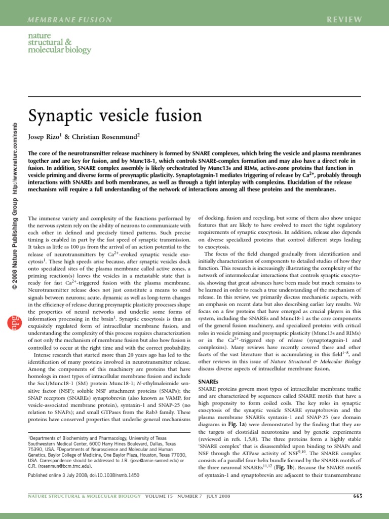 2008 Synaptic Vesicle Fusion | PDF | Chemical Synapse | Synaptic Plasticity