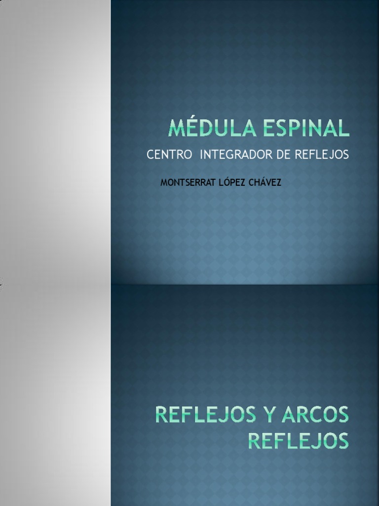 Médula Espinal, Reflejo y Arco Reflejo | PDF