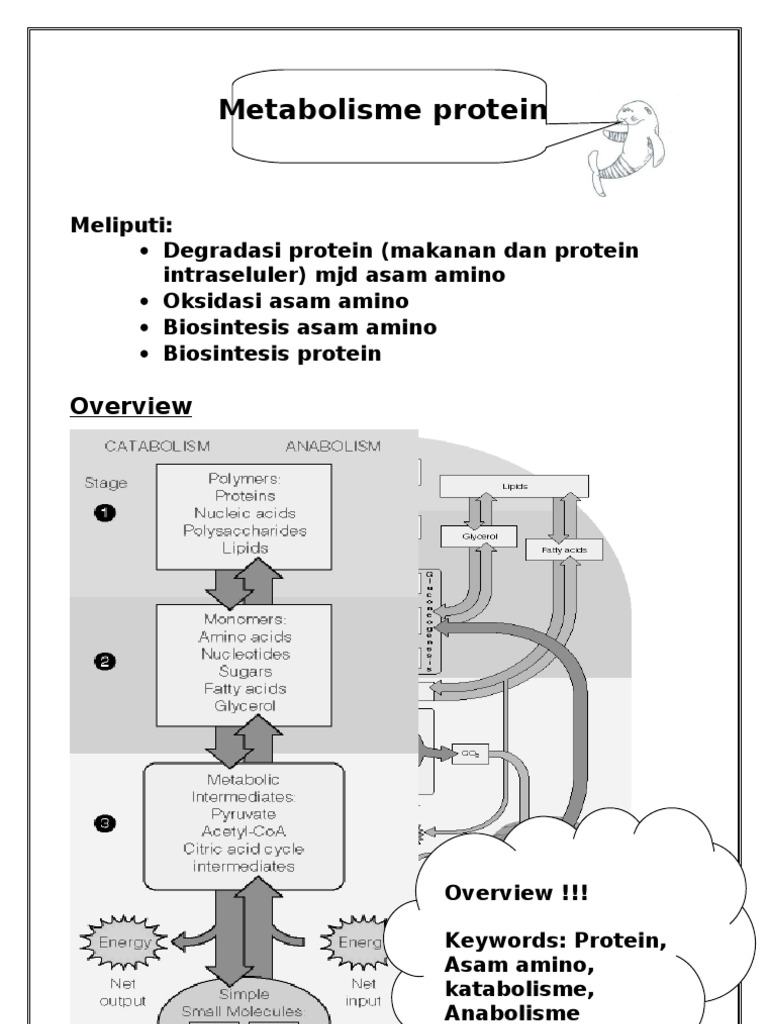 Metabolisme Protein | PDF