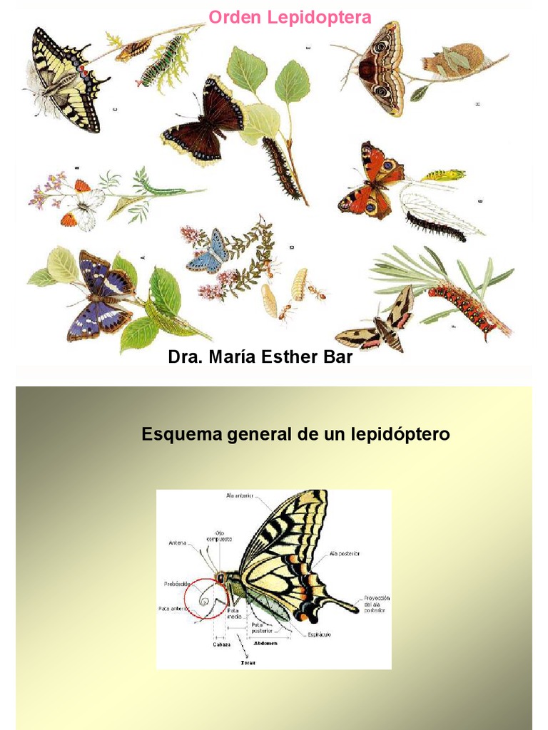 Orden Lepidoptera | PDF | Lepidópteros | Mimetismo