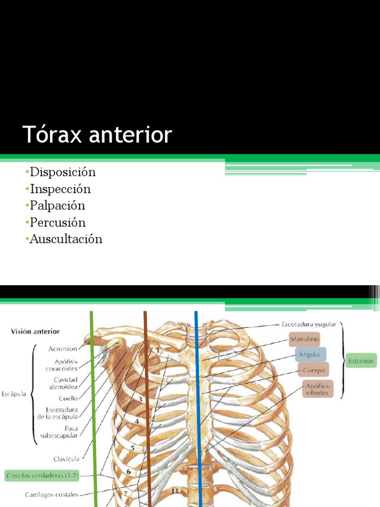 Palpación del tórax anterior | Tórax (anatomía humana) | Especialidades ...