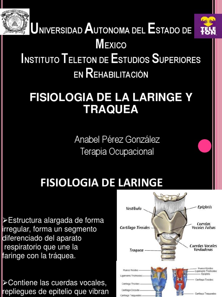 Fisiologia de Faringe y Traquea | PDF | Anatomía humana | Sistema ...