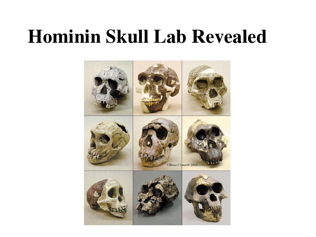 Hominin Skull Lab Revealed | PDF | Homo | Human Evolution