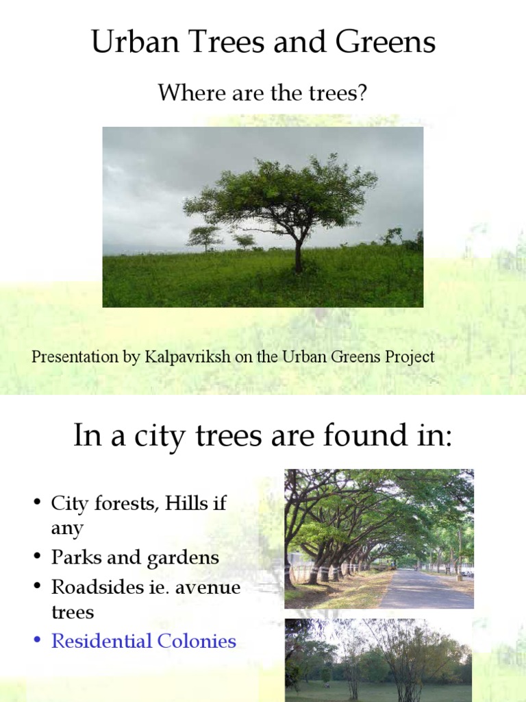 Urban Trees: Challenges and Solutions | PDF | Trees | Root