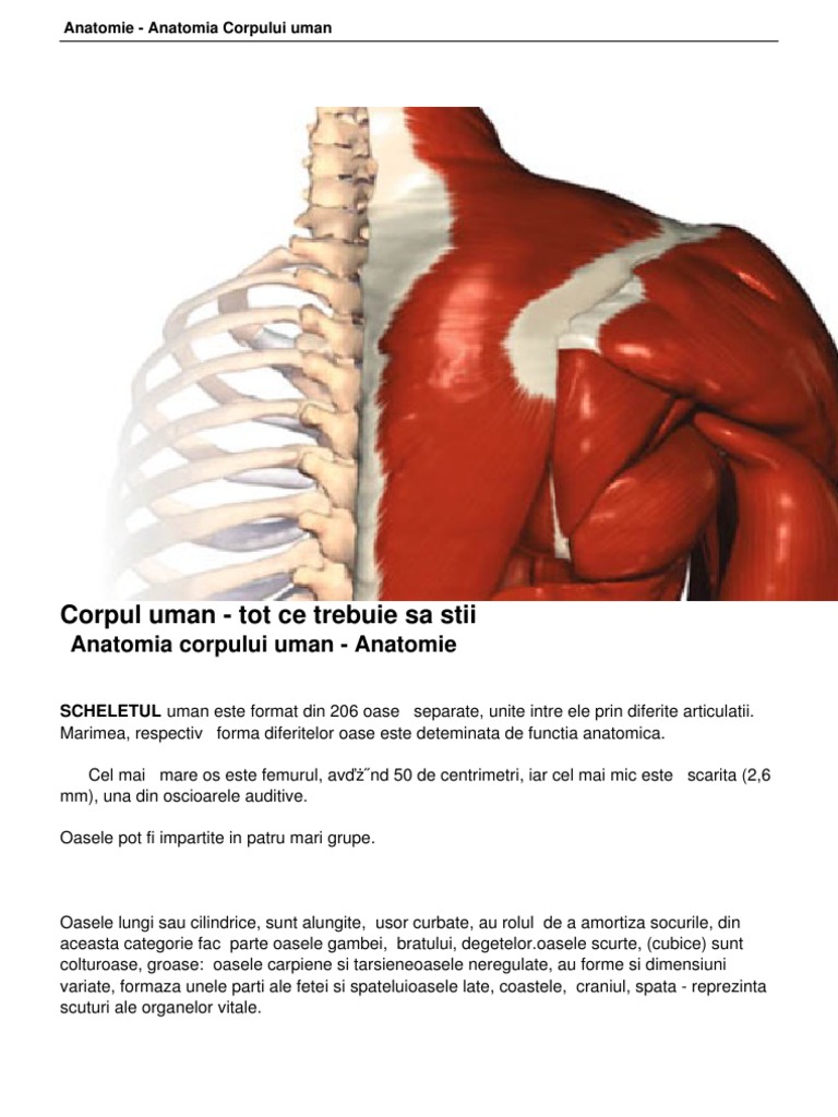 Din Ce Este Alcatuit Corpul Uman | PDF