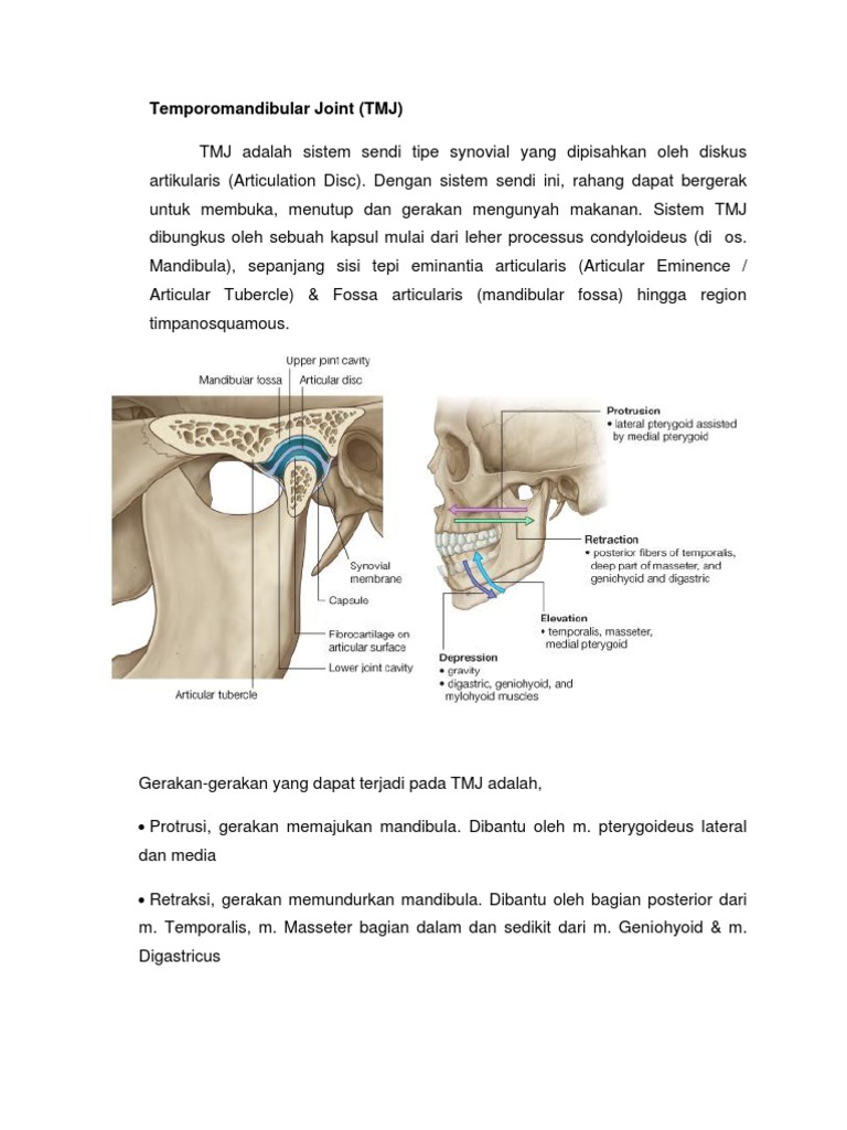 Temporomandibular Joint | PDF