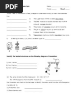 RNA and Protein Synthesis Problem Set | PDF | Translation (Biology) | Rna