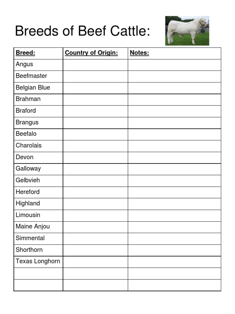 Breeds of Beef Cattle Wkst | Animal Breeds | Bovines